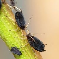 Circular Tiny Round Black Bugs (What They Are)