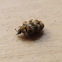 Carpet Beetle In Bed (Get Rid Of Them)