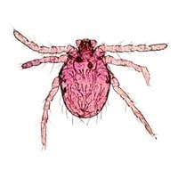 How To Get Rid Of Chiggers In Your Home (Easy Way)