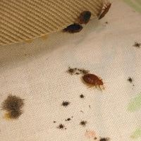 Fleas In Bed Signs (How To Get Rid Of Them)