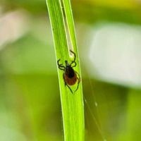 Do Fleas Live In Grass [How To Prevent Fleas At Home]