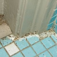 Tiny Brown Bugs In Bathroom [Revealed] - Get Rid Of Them