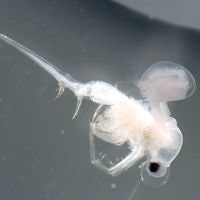 Do Fleas Drown In Water (How To Get Rid Of Them)