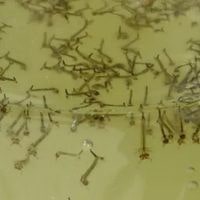 How To Kill Mosquito Larvae In Pool (Easy Ways)