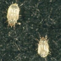 How To Keep Bugs Out Of Closet [Effective Way]