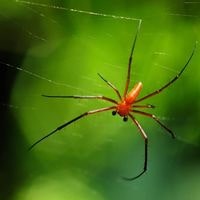 Red Spiders In Texas (Different Types With Pictures)