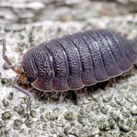Tiny Bugs In Basement - How To Get Rid Of Them [solved!]