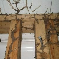 Termite Droppings From Ceiling (How To Get Rid Of Them)