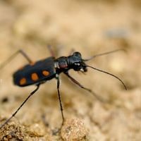 Tiny Black Bugs In House Near Window (How To Control Them)