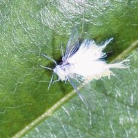 Tiny White Bugs (Tiny And Small)