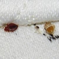 Hard Bed Bug Shells [All About Bed Bugs]