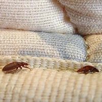 Bugs On Couch [6 Common Bugs Found On Couches!]